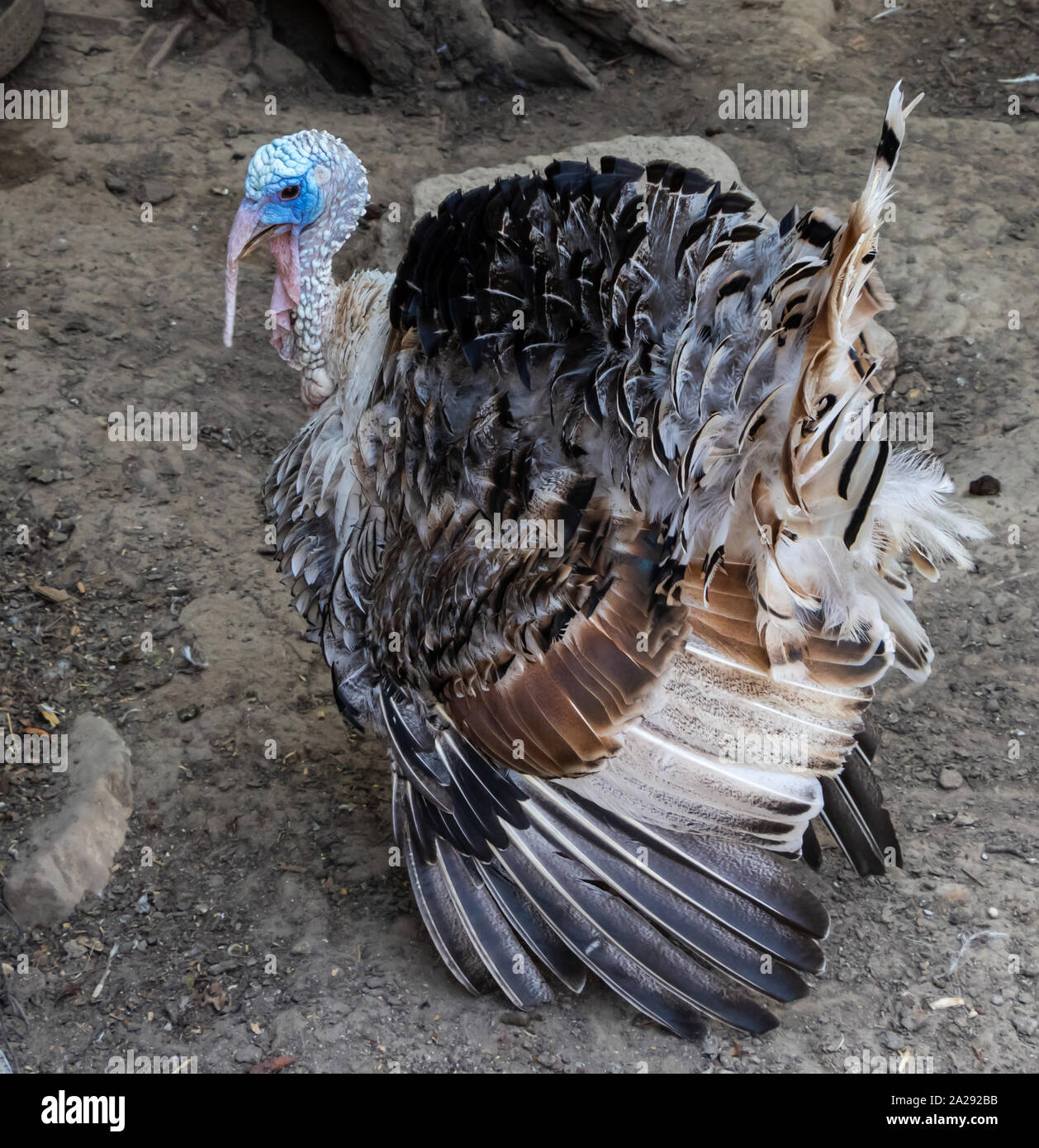 Turkey in a village yard Stock Photo - Alamy