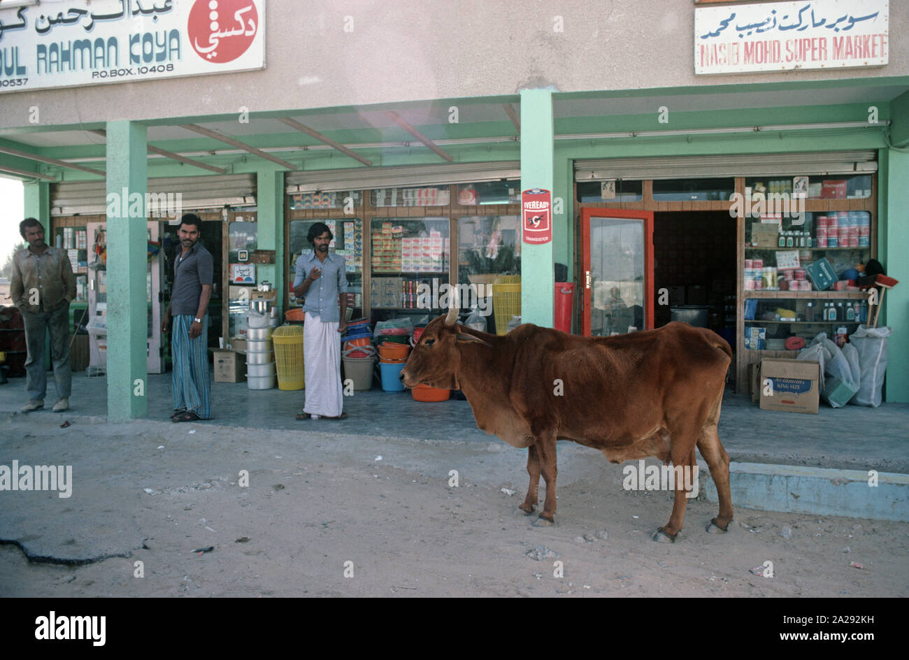 Cow wandering through street in Dubai suburb, United Arab Emirates, UAE ...