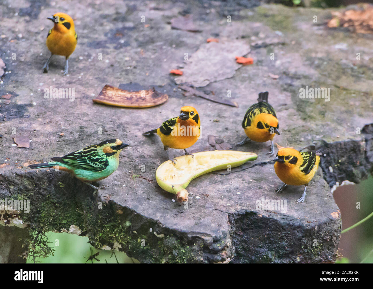 Golden eared tanager hi-res stock photography and images - Alamy