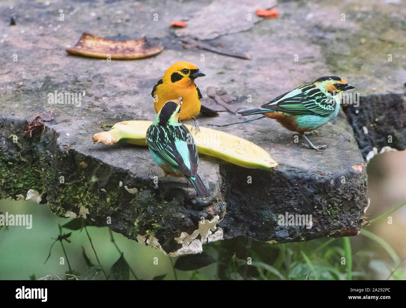 Golden and golden-eared tanagers, Copalinga, Podocarpus National Park ...