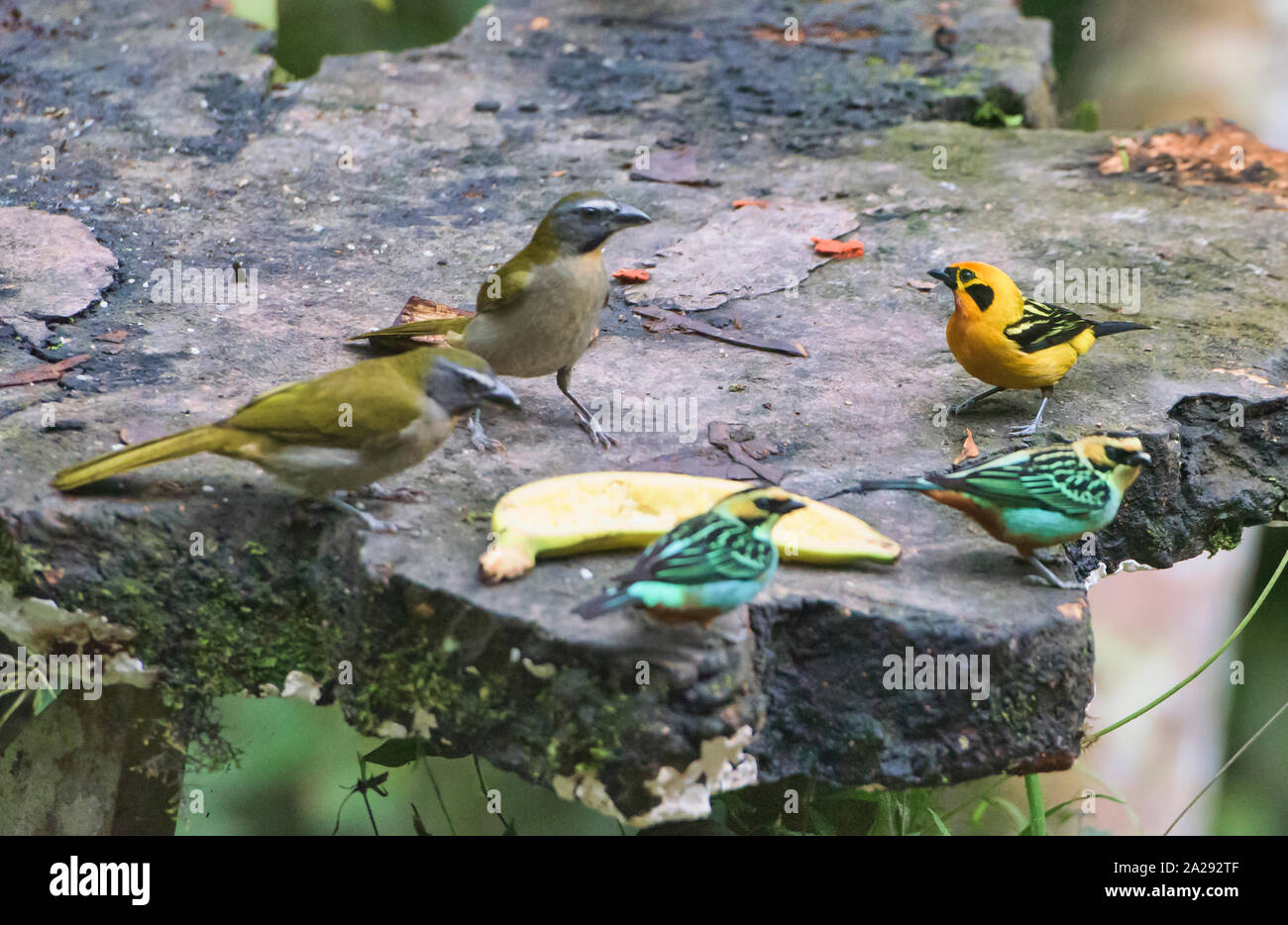 Tanagers Of South America High Resolution Stock Photography and Images ...