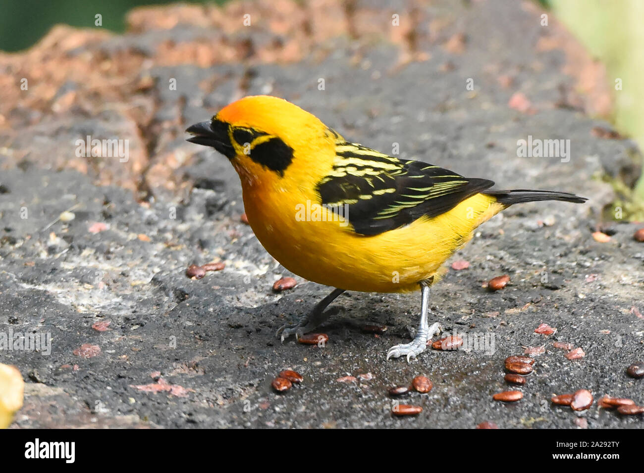 Tanagers of south america hi-res stock photography and images - Alamy