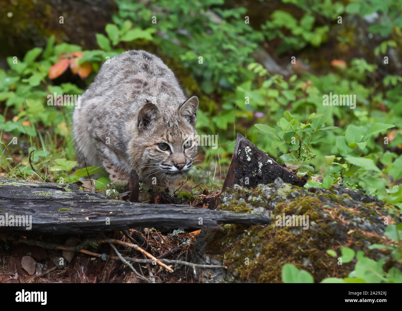 Young bobcat hi-res stock photography and images - Alamy