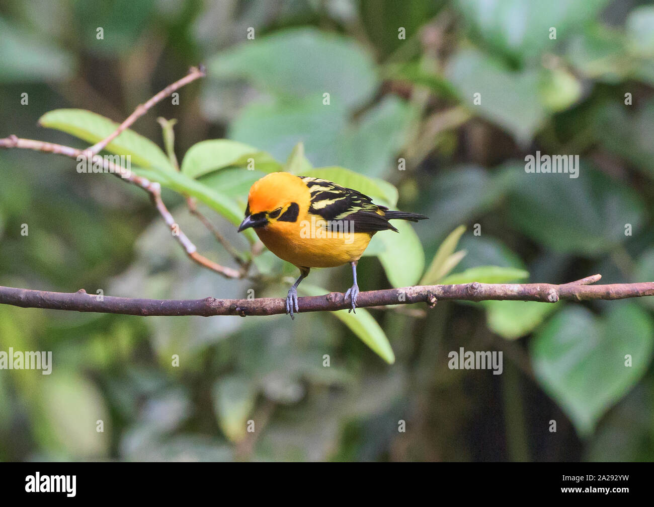 Tanagers of ecuador hi-res stock photography and images - Alamy