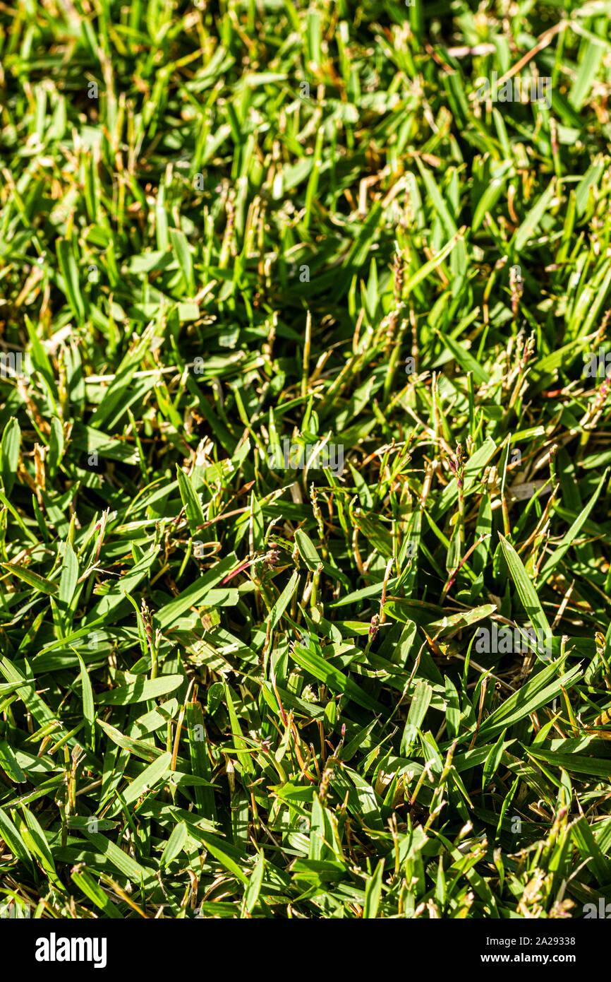 Zoysia grass hi-res stock photography and images - Alamy
