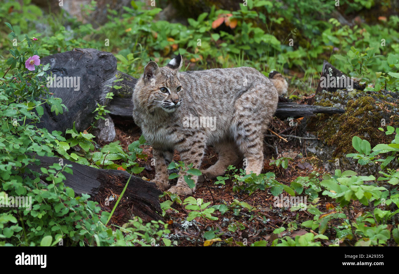 Young bobcat hi-res stock photography and images - Alamy