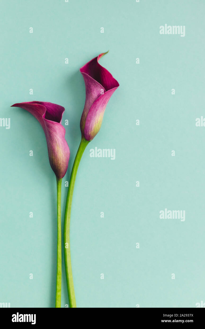 Two beautiful violet calla lilies on turquoise background. Flat lay ...
