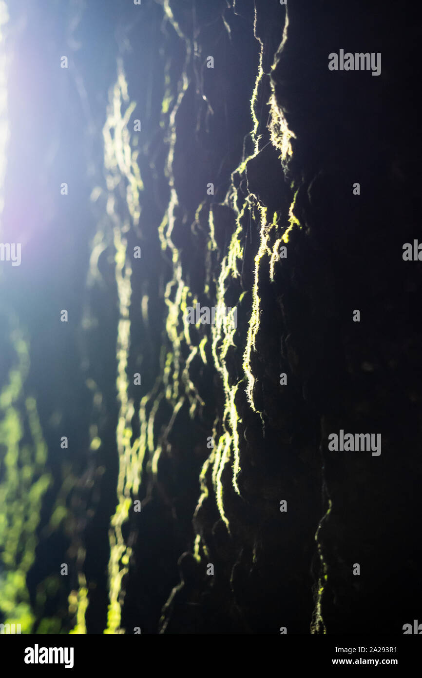 Drops of water dripping on the wall of a cave in Madeira Stock Photo ...