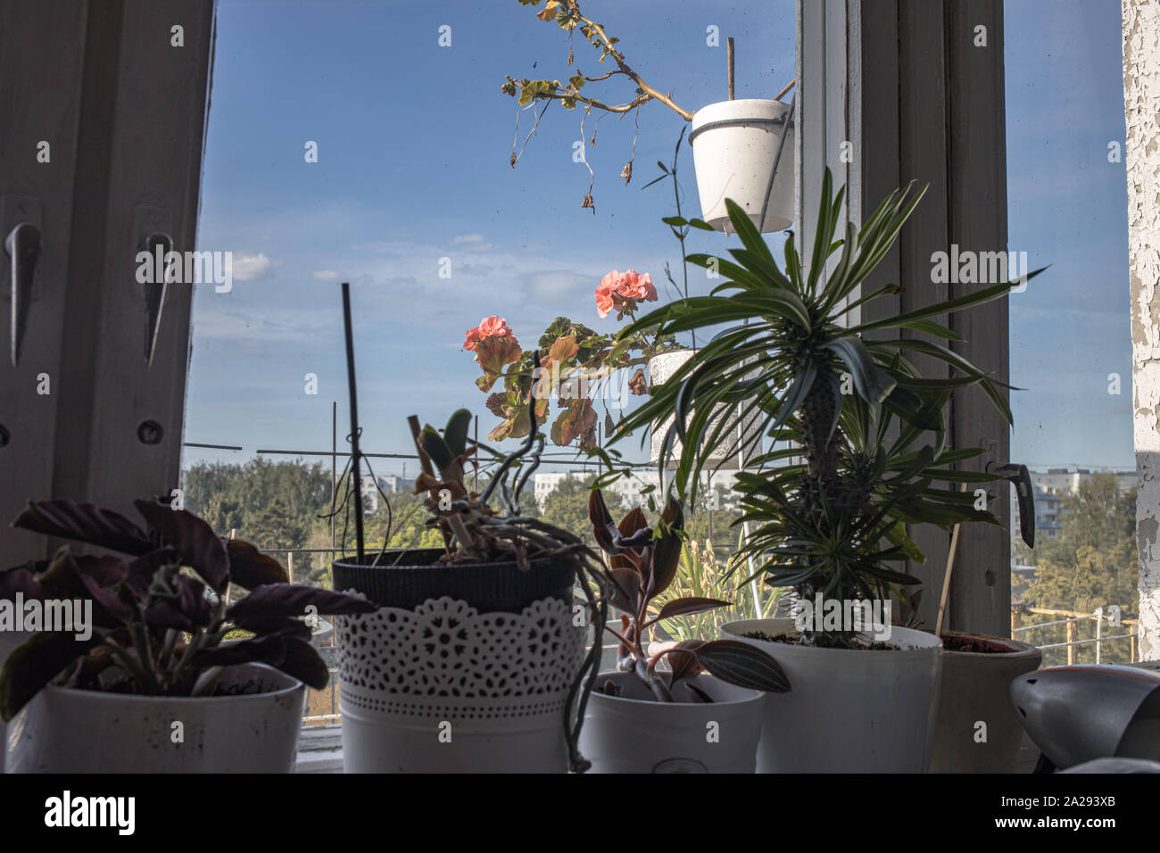apartment window with flowers on the edge with blue sky background and ...