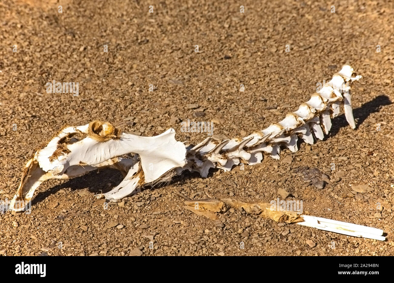 Bleached bones desert hi-res stock photography and images - Alamy