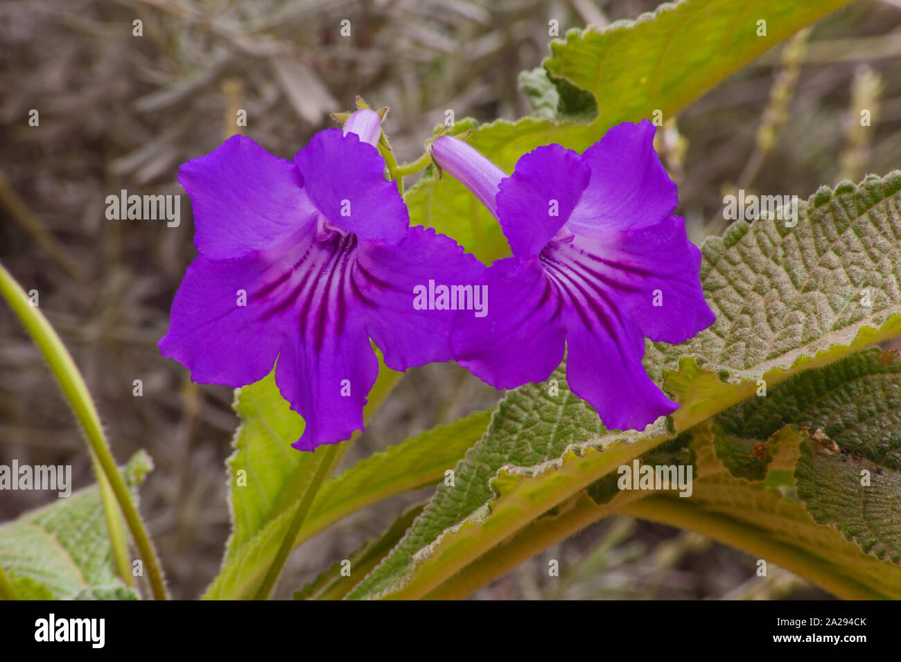 Cape Primrose (Streptocarpus primulifolius) flowers 1 Stock Photo - Alamy