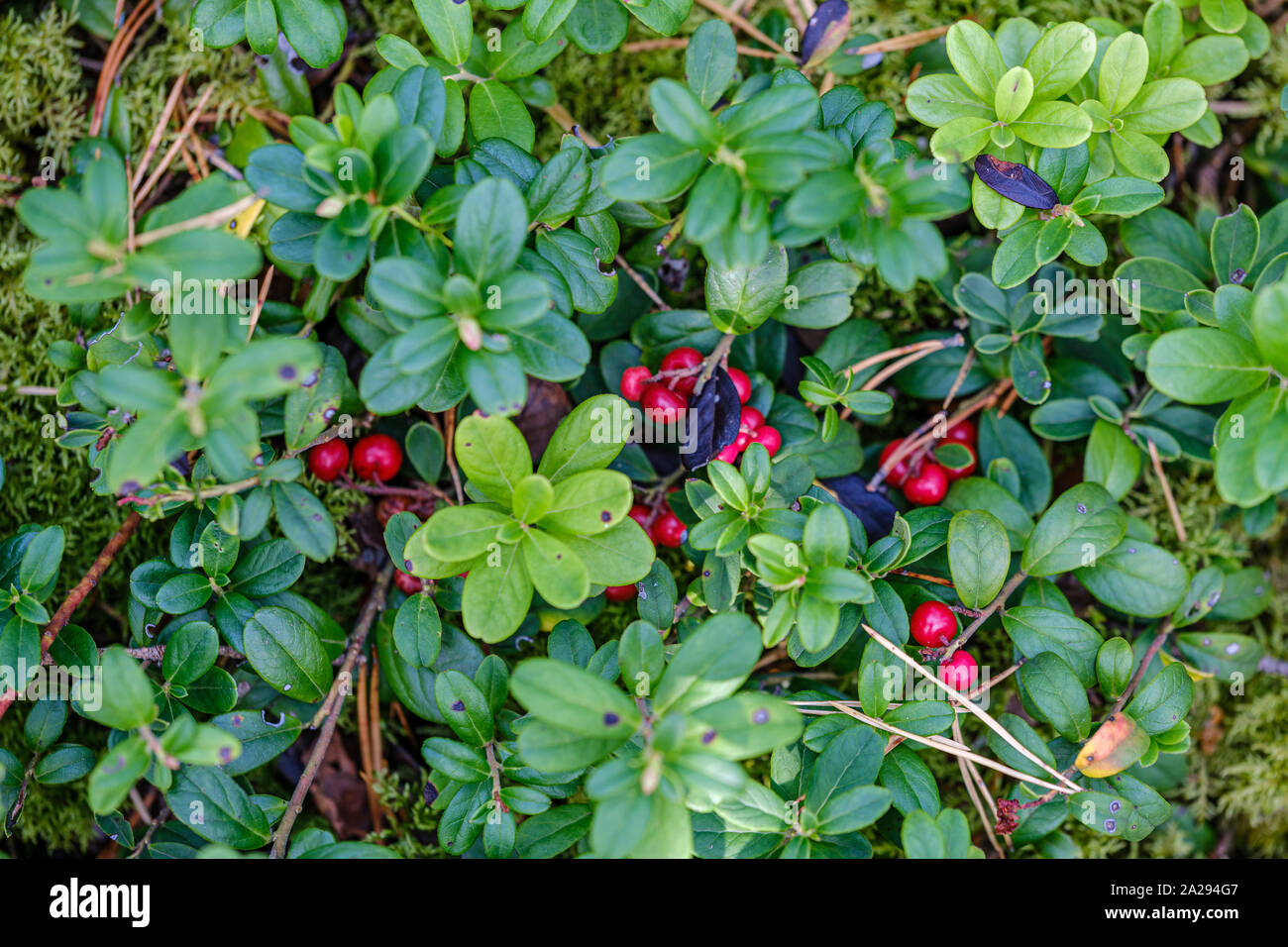 red cranberries in green forest bed in late summer country Stock Photo ...