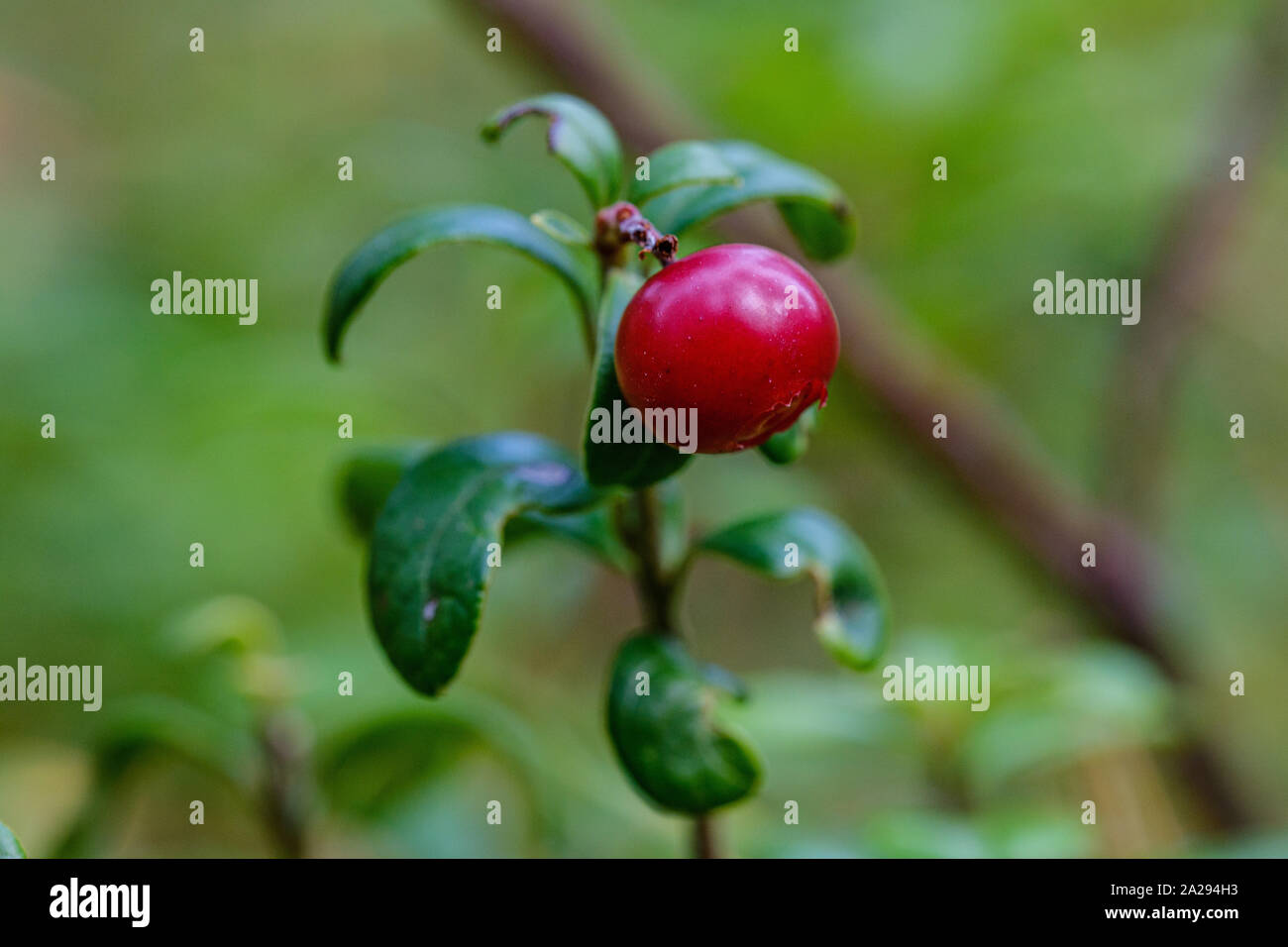 red cranberries in green forest bed in late summer country Stock Photo ...