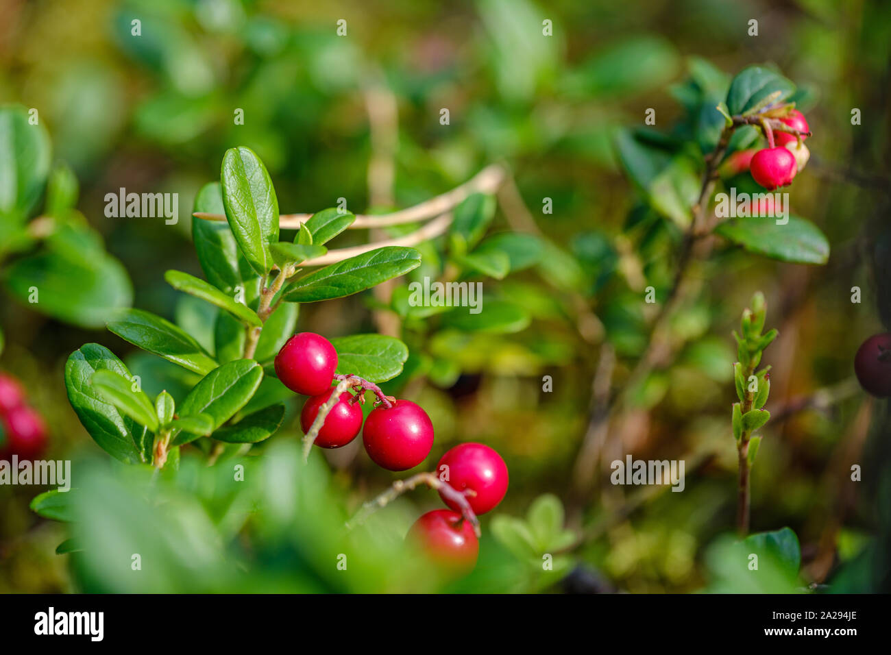 red cranberries in green forest bed in late summer country Stock Photo ...