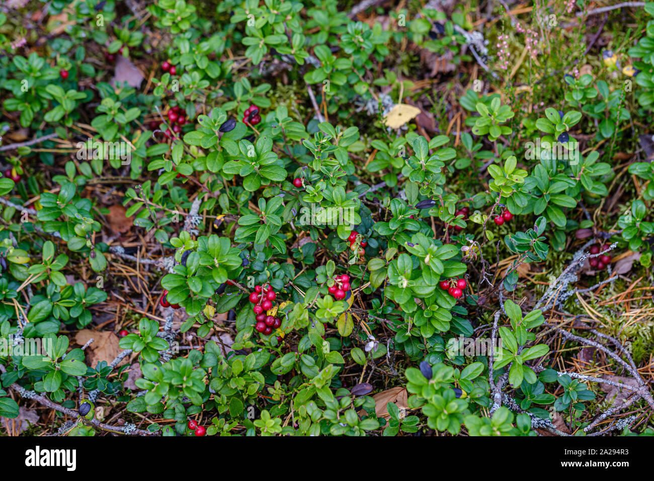 red cranberries in green forest bed in late summer country Stock Photo ...