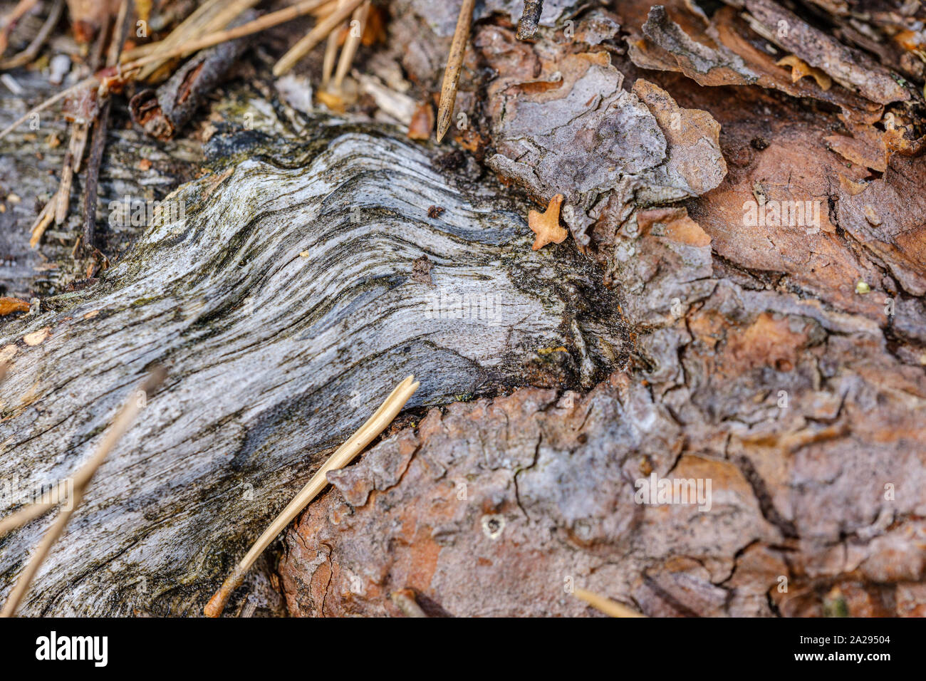 old wooden log abstract texture. aging tree trunk pattern Stock Photo ...