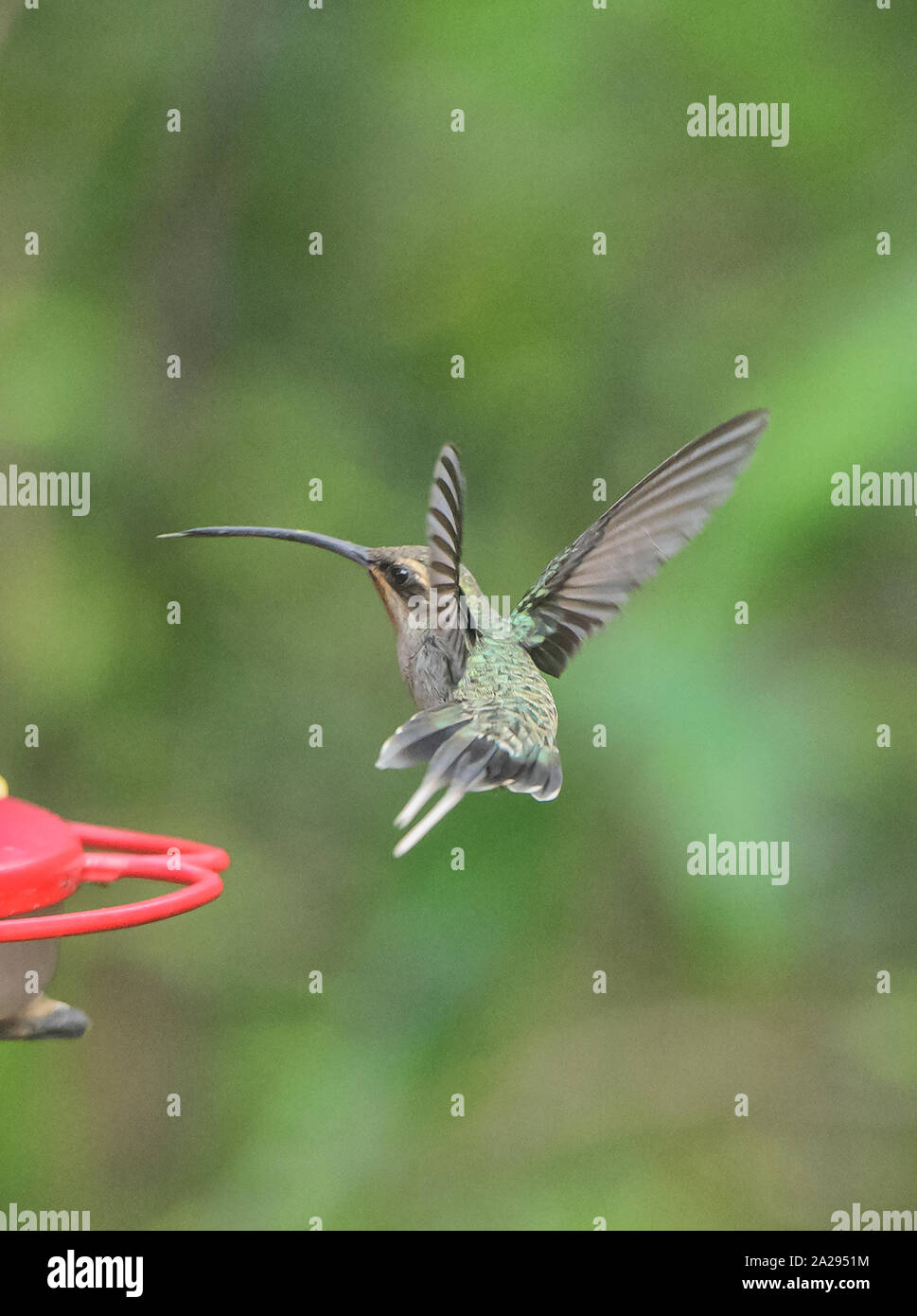 Green hermit hummingbird (Phaethornis guy), Copalinga, Podocarpus ...