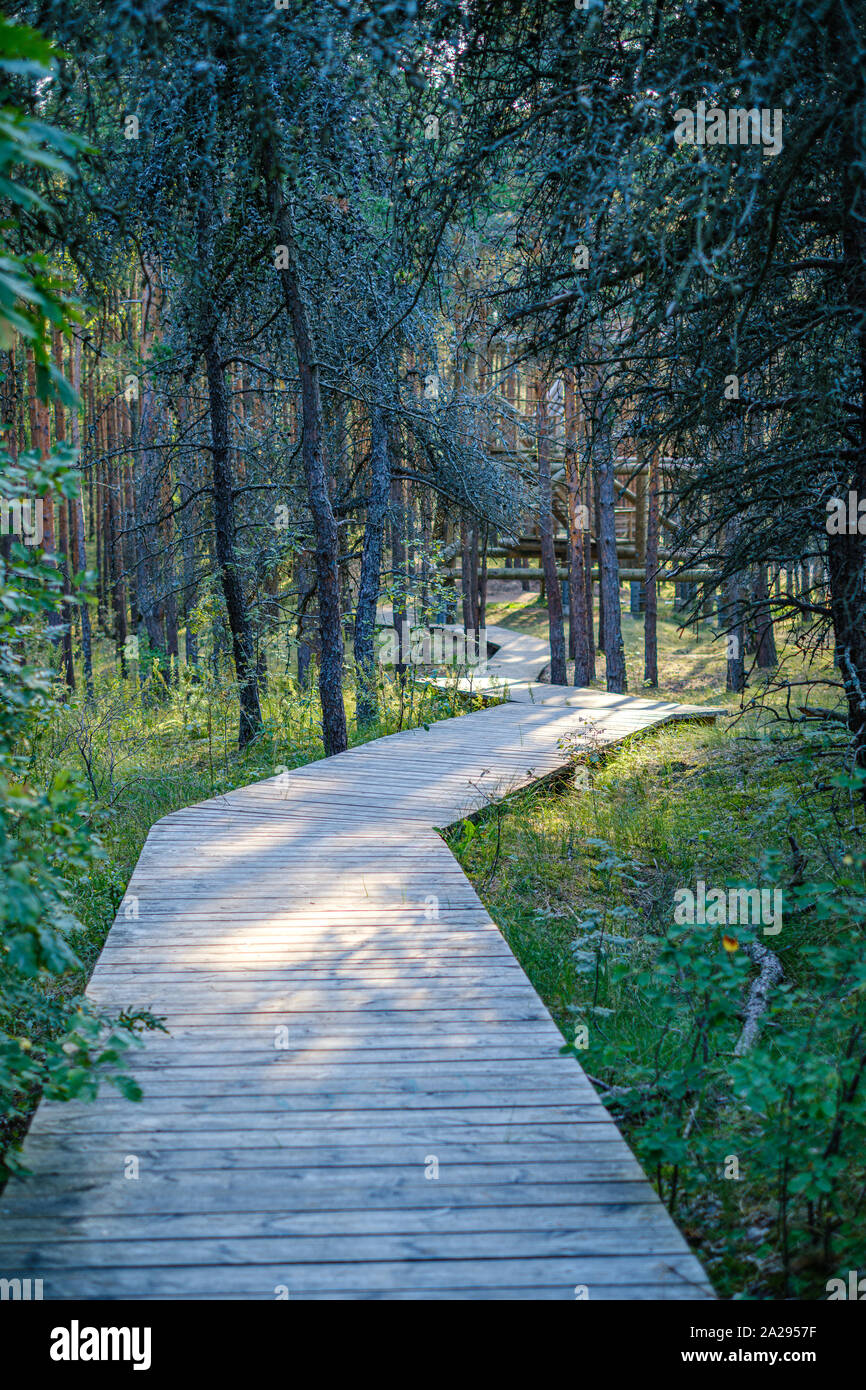 wet wooden footpath in green forest leading in future of nature reserve ...