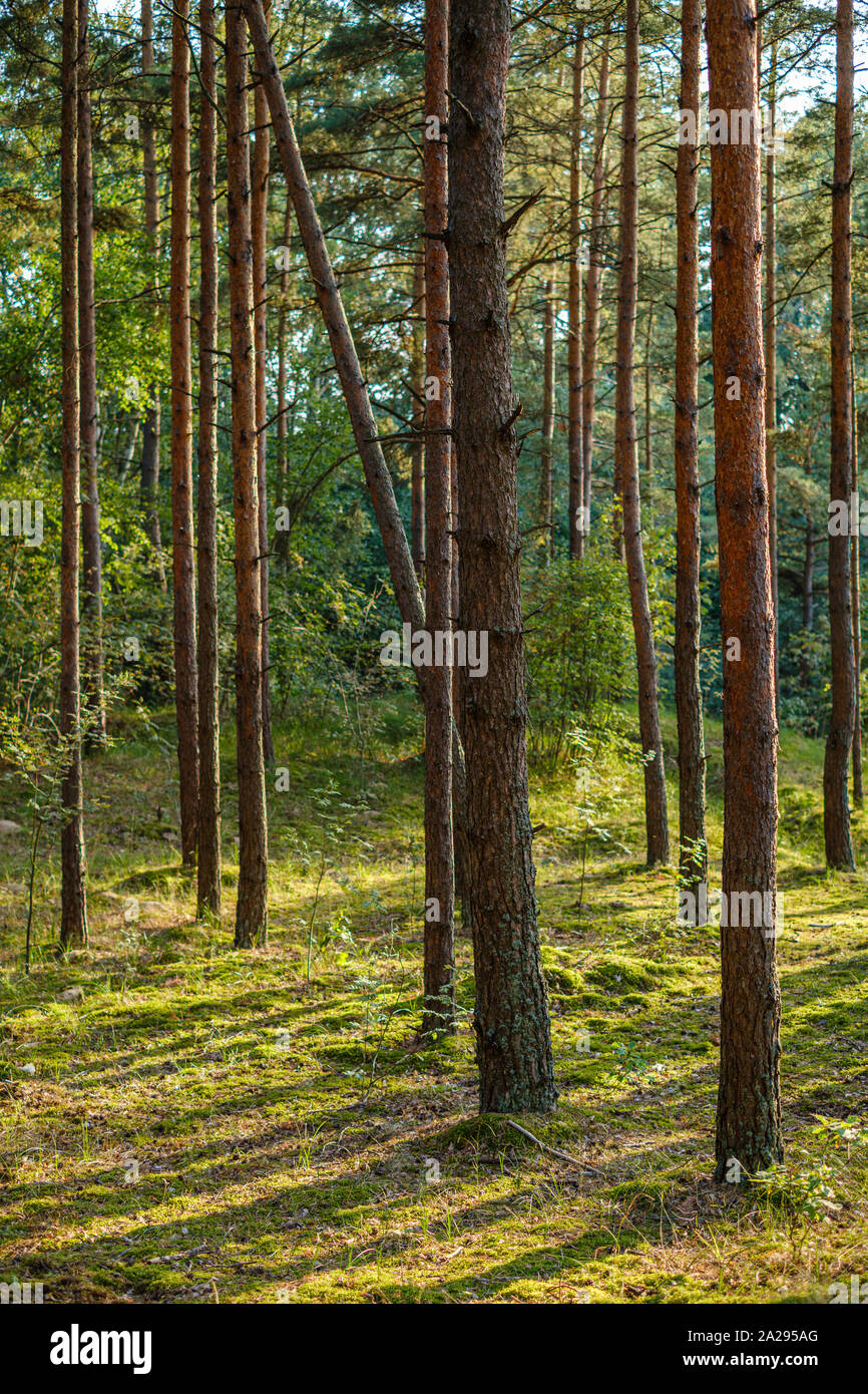 large isolated tree trunks in green forest with blur background ...