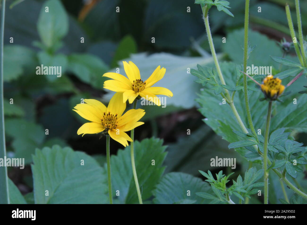 Coreopsis incurva hi-res stock photography and images - Alamy