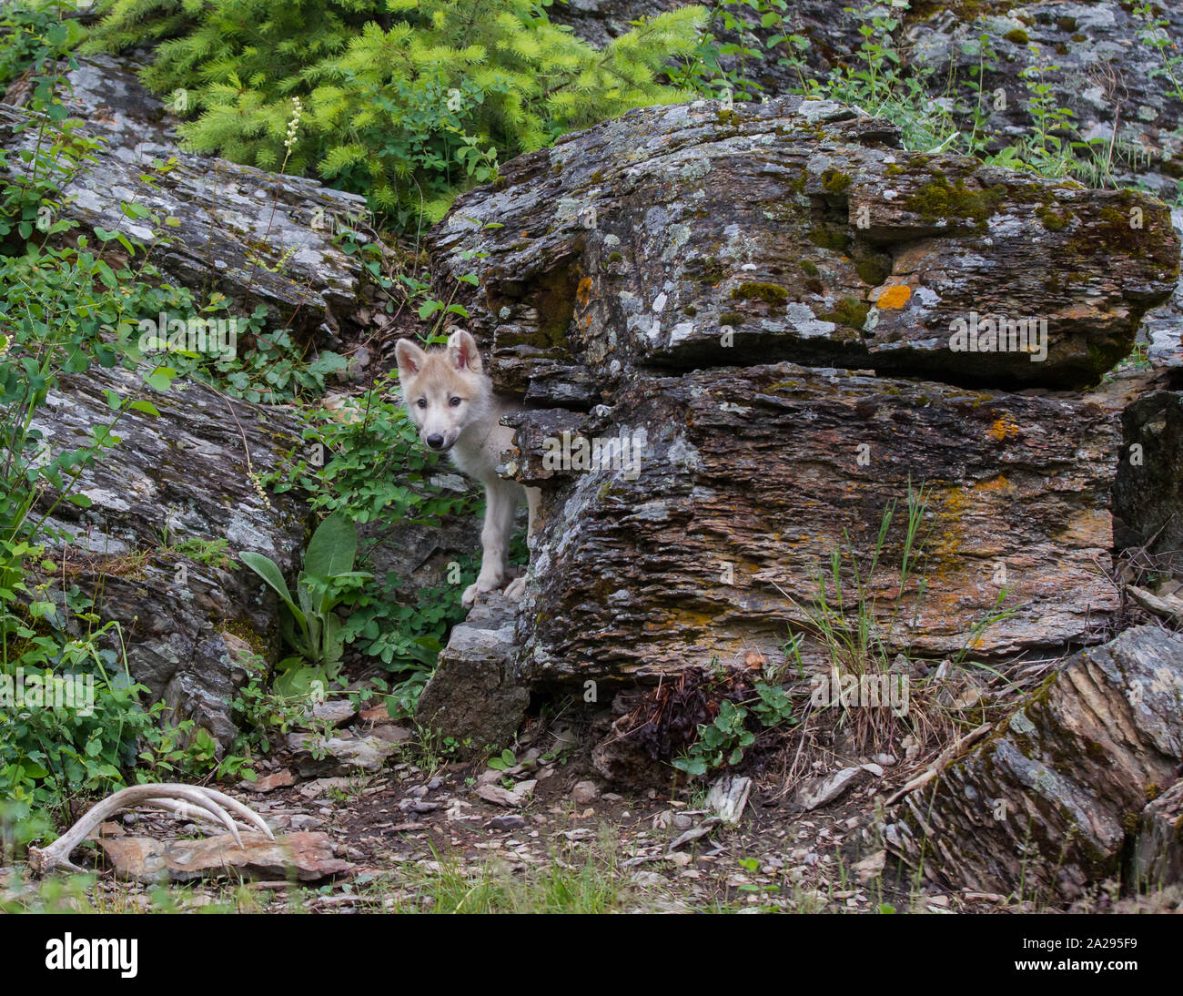 Wolf puppy hi-res stock photography and images - Alamy
