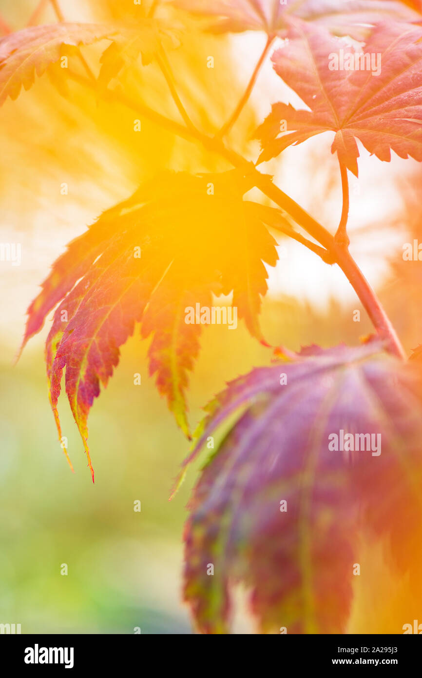 Soft maple leaf hi-res stock photography and images - Alamy