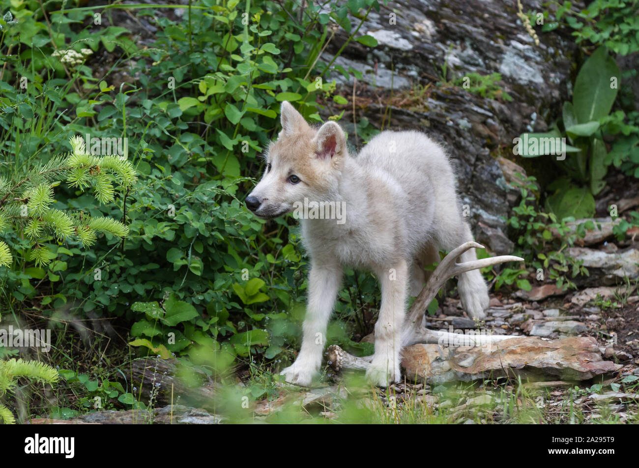 White Wolf Puppy Stock Photo - Alamy