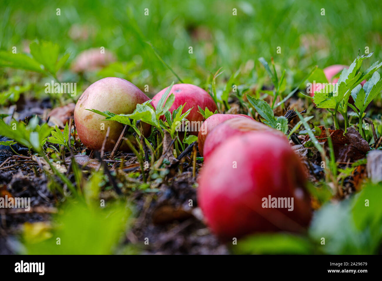red apples on wet green grass in garden, blur background autumn colors ...