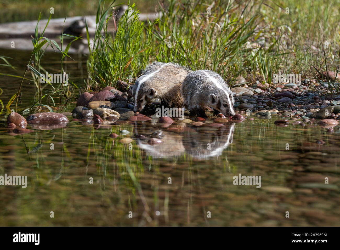 Baby badgers hi-res stock photography and images - Alamy