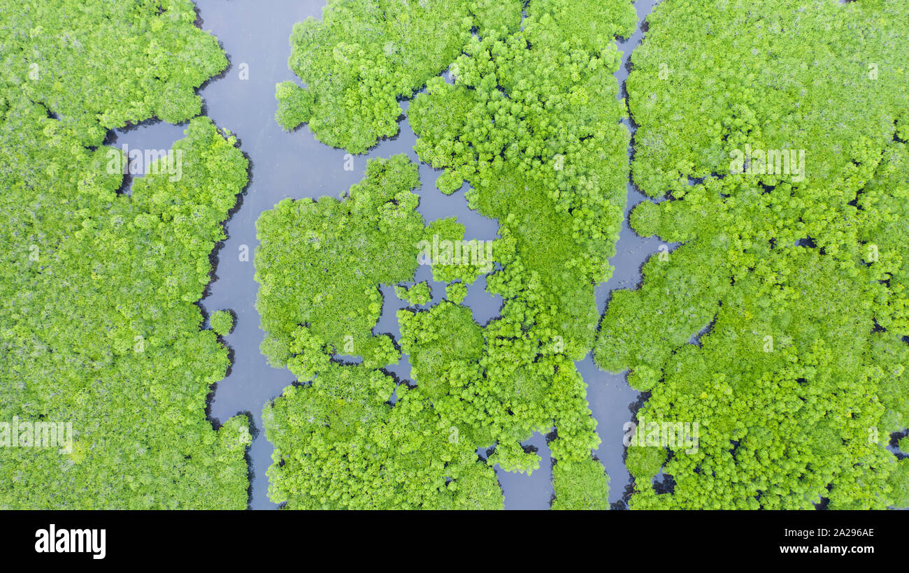 Mangroves, top view. Mangrove forest and winding rivers. Tropical ...