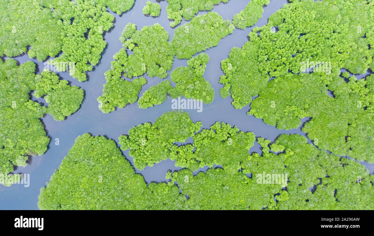 Mangroves, top view. Mangrove forest and winding rivers. Tropical ...