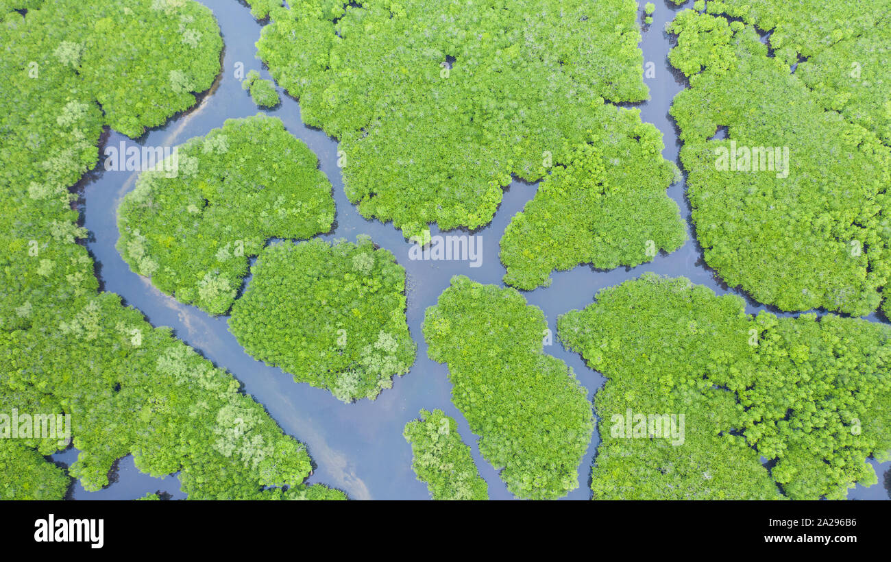 Mangroves, top view. Mangrove forest and winding rivers. Tropical ...