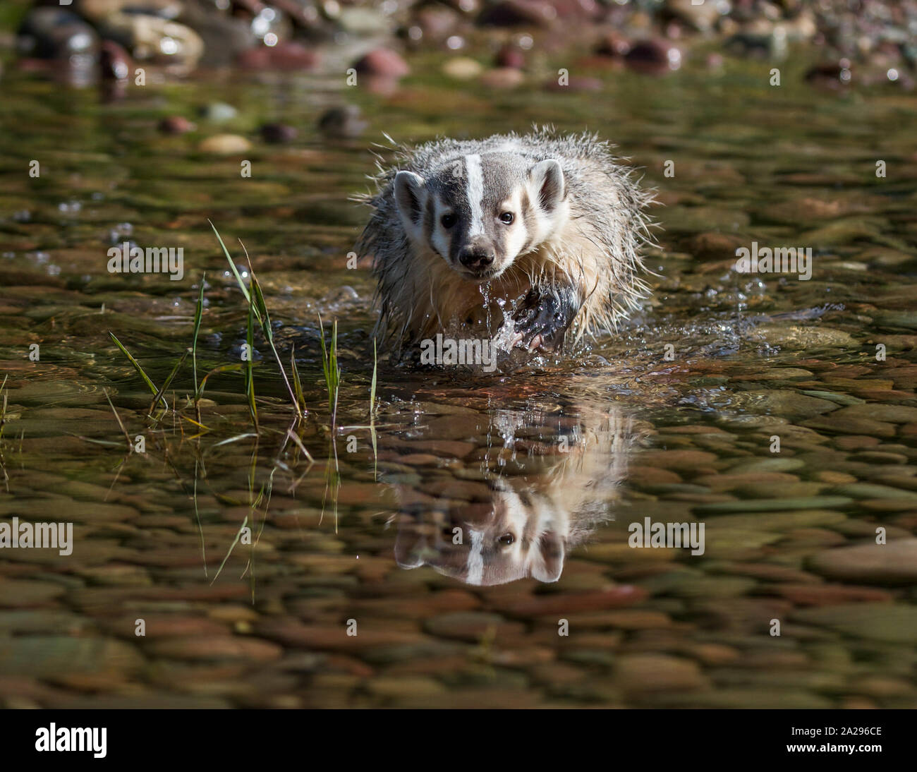Cute American Badger