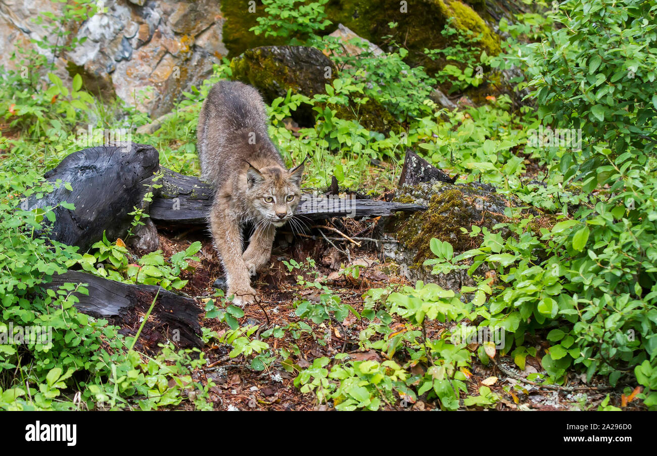 Canada lynx forest hi-res stock photography and images - Alamy