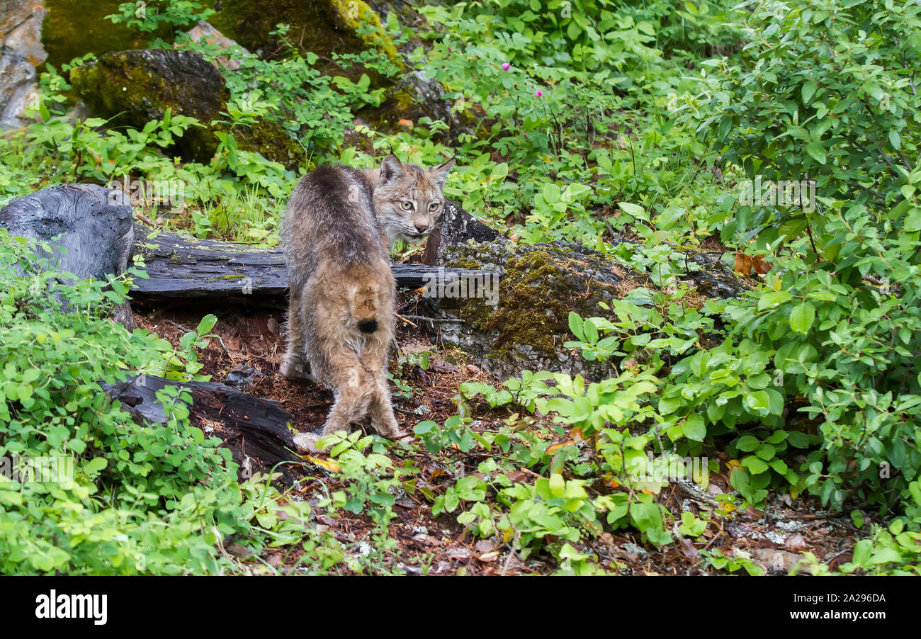 Canada lynx forest hi-res stock photography and images - Alamy