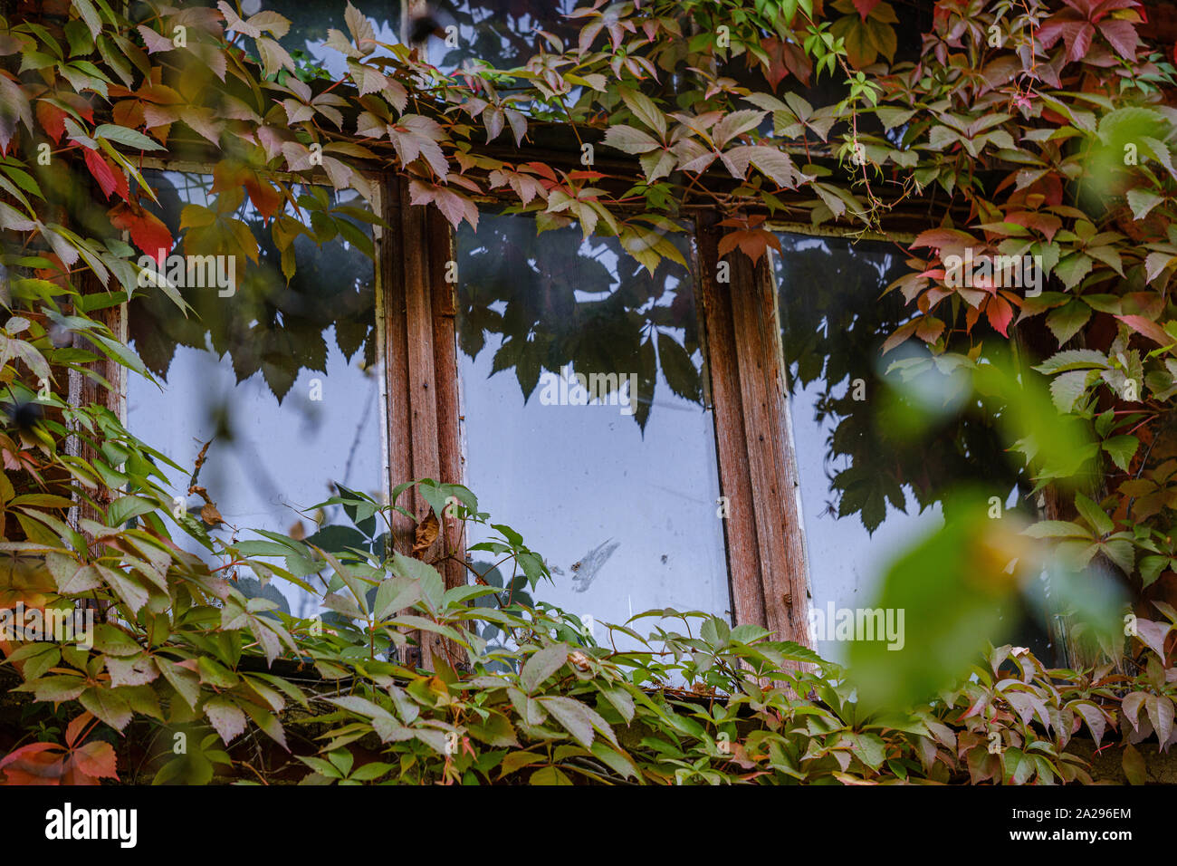 old countryside house window frame with glass and red grapevine leaves ...