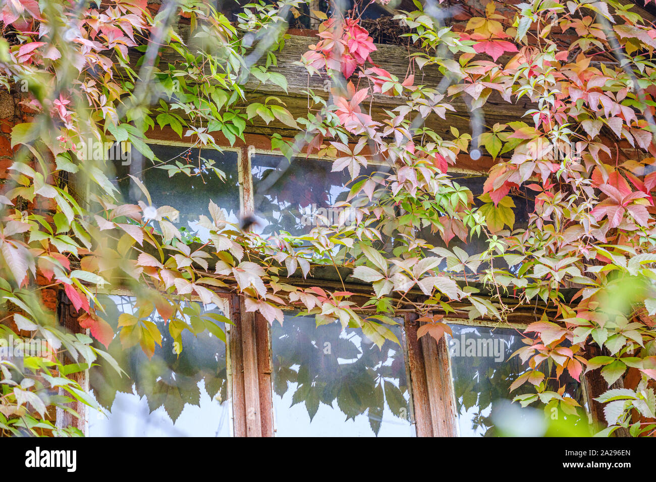 old countryside house window frame with glass and red grapevine leaves ...