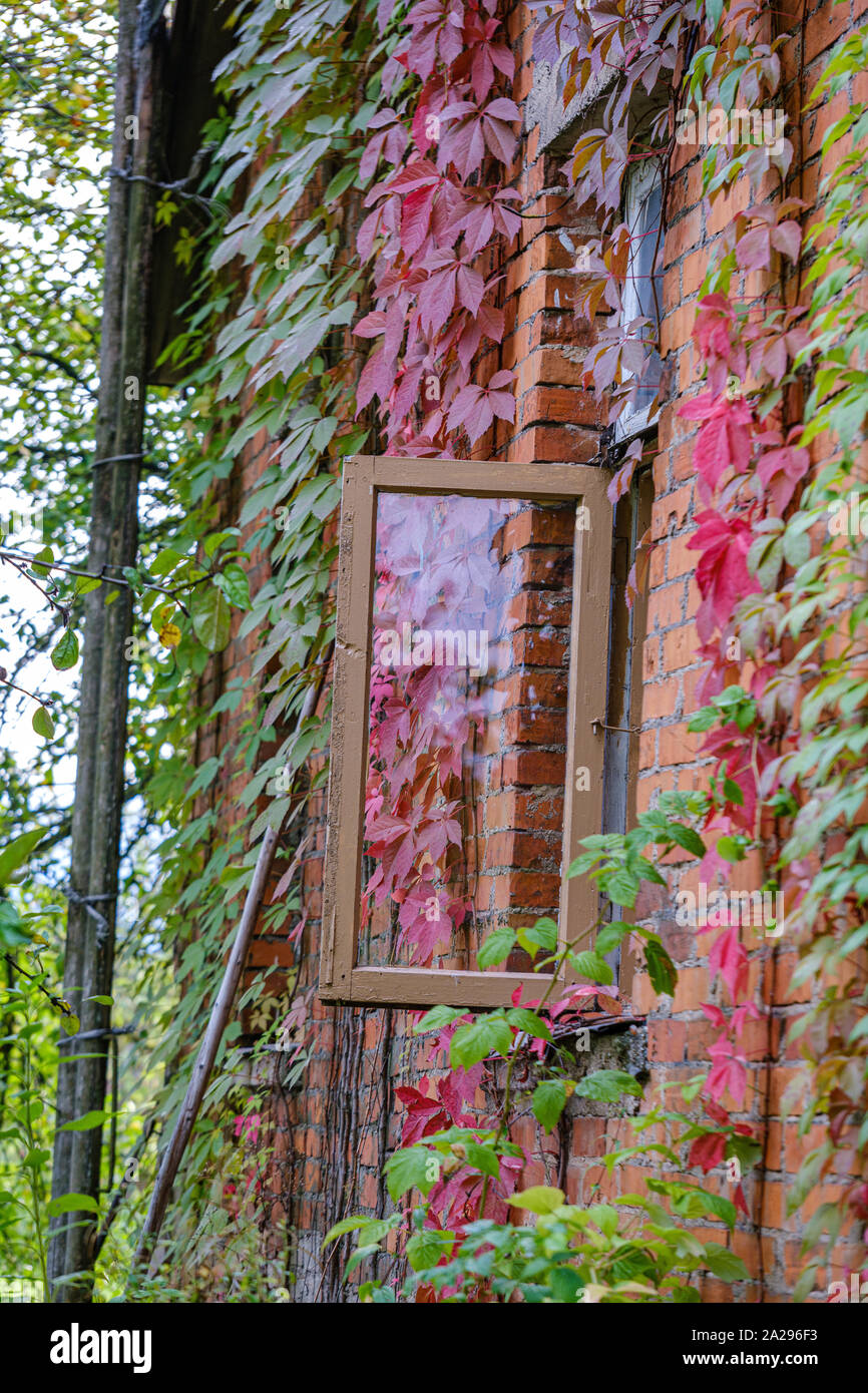 old countryside house window frame with glass and red grapevine leaves ...