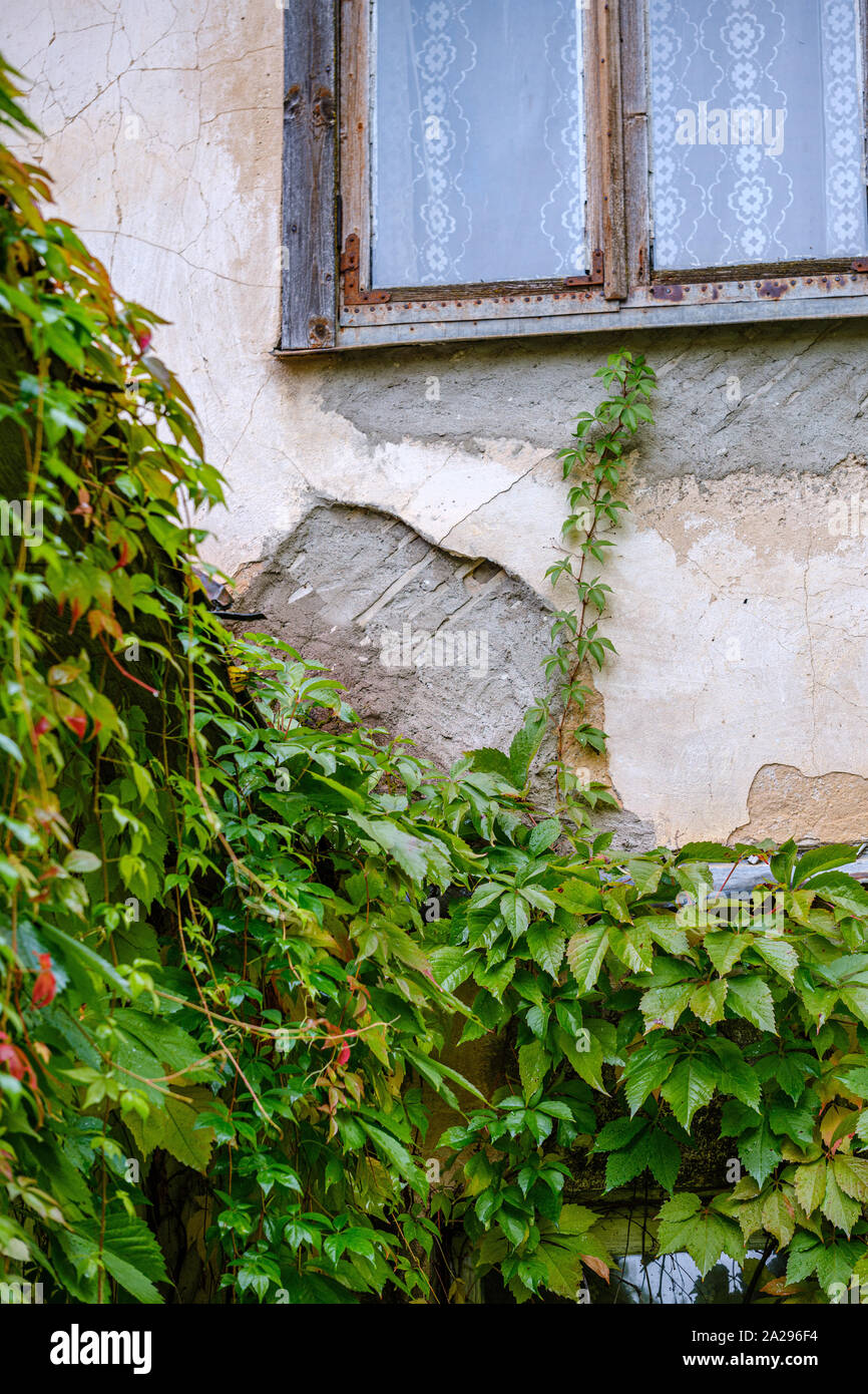old countryside house window frame with glass and red grapevine leaves ...