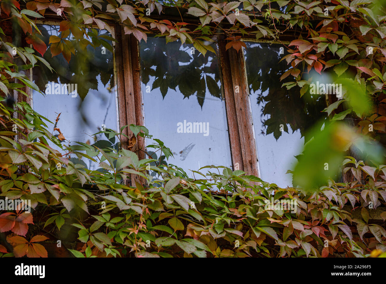 old countryside house window frame with glass and red grapevine leaves ...