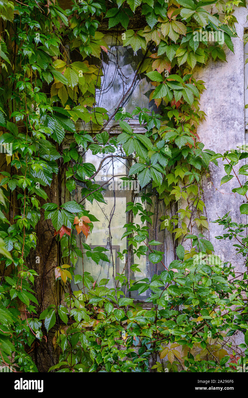 old countryside house window frame with glass and red grapevine leaves ...