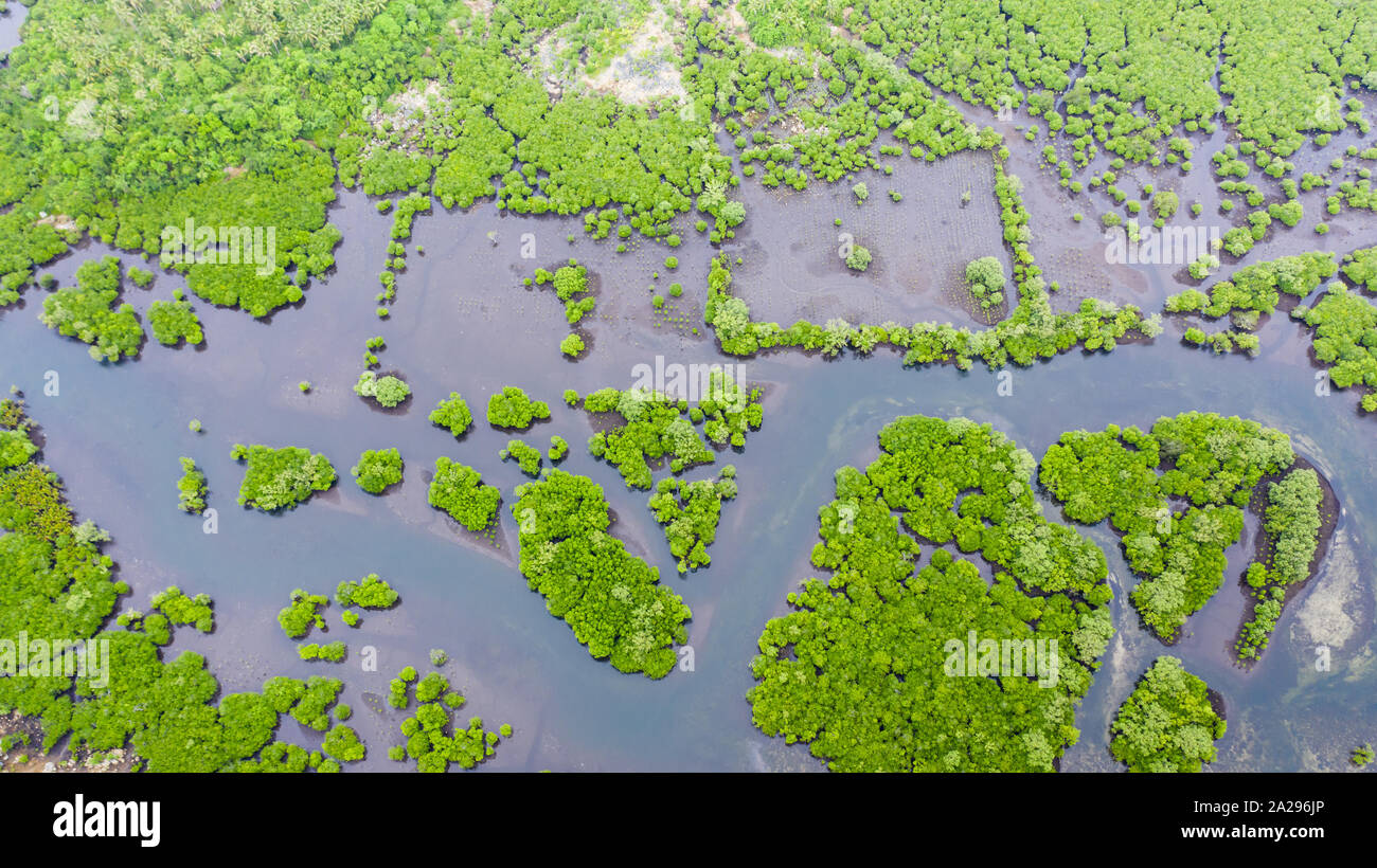 Mangroves, top view. Mangrove forest and winding rivers. Tropical ...