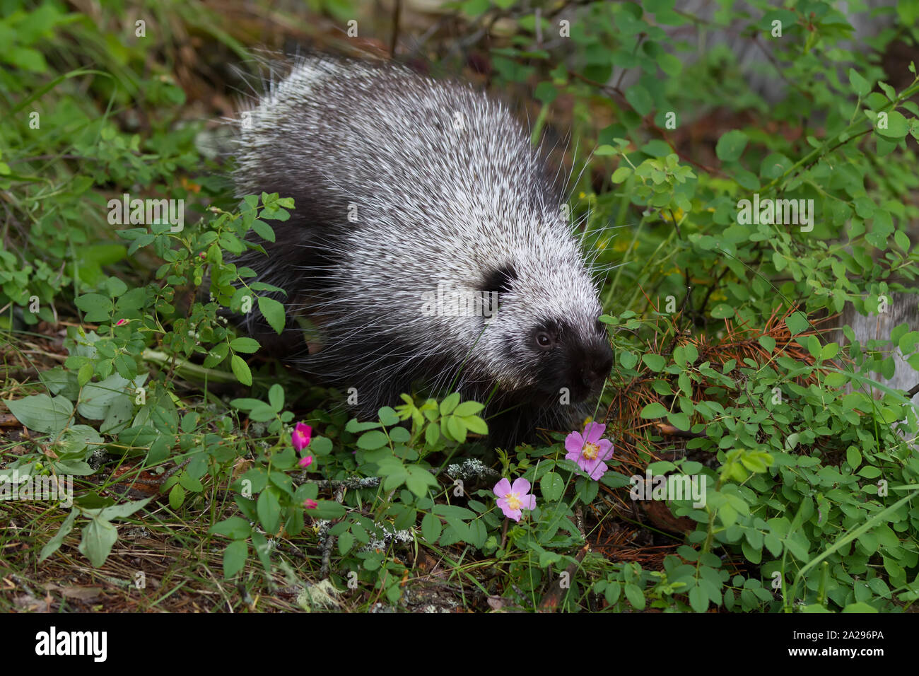 Juvenile porcupine hi-res stock photography and images - Alamy