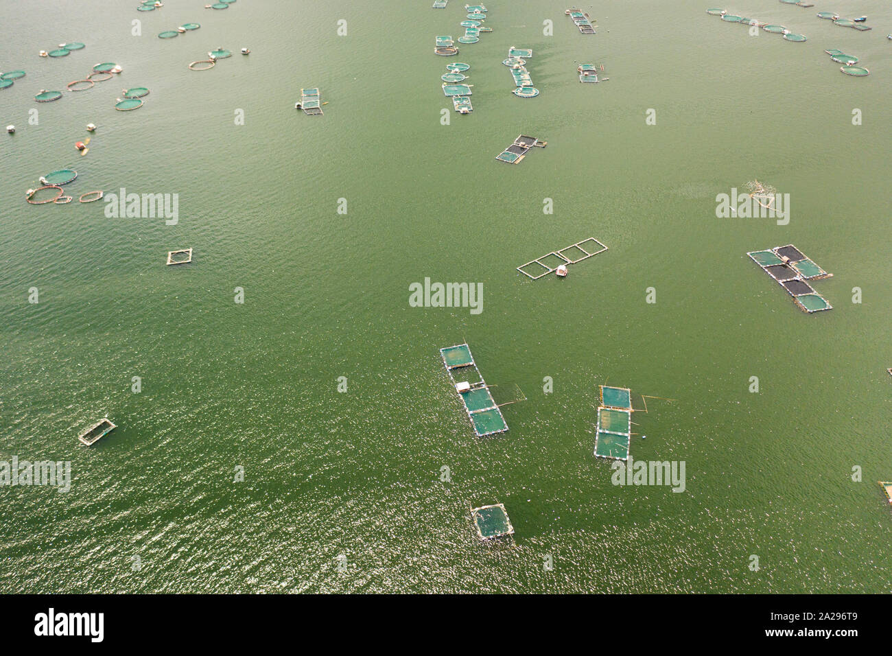 Fish farm with cages for fish and shrimp on the lake Taal, top view ...