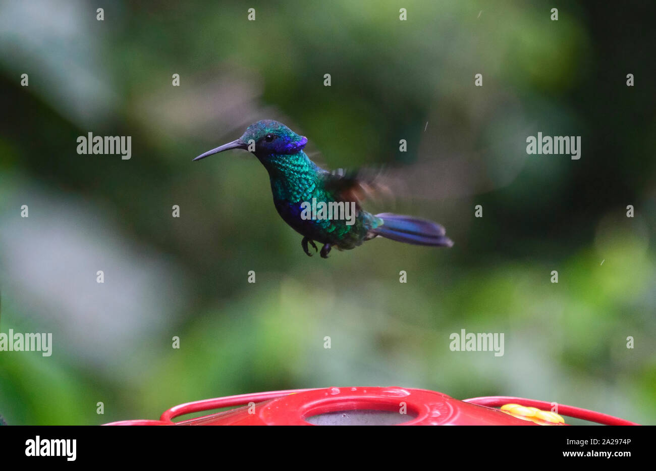 Colibri feeder hi-res stock photography and images - Alamy
