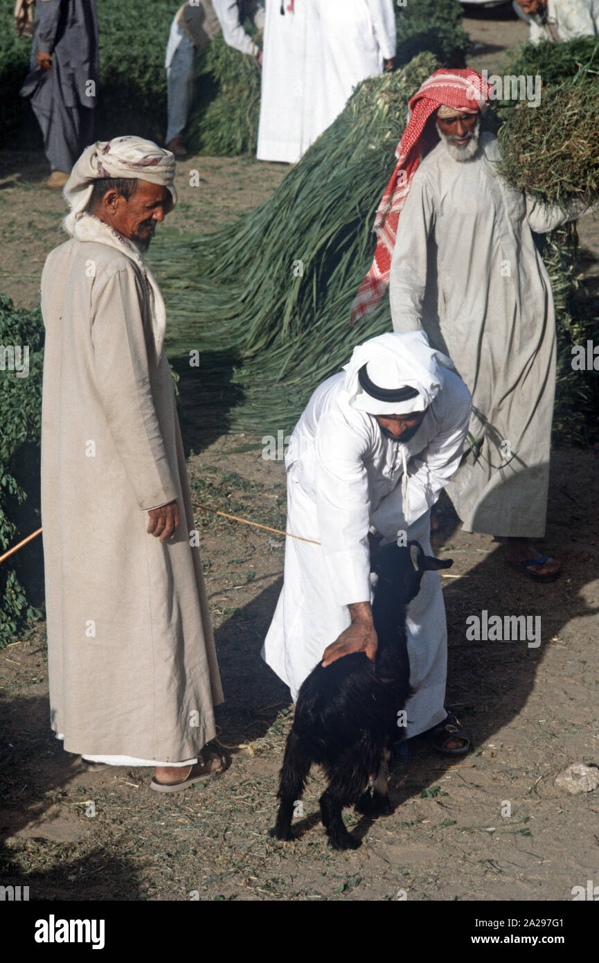 Al Ain fodder market, United Arab Emirates, UAE Stock Photo - Alamy