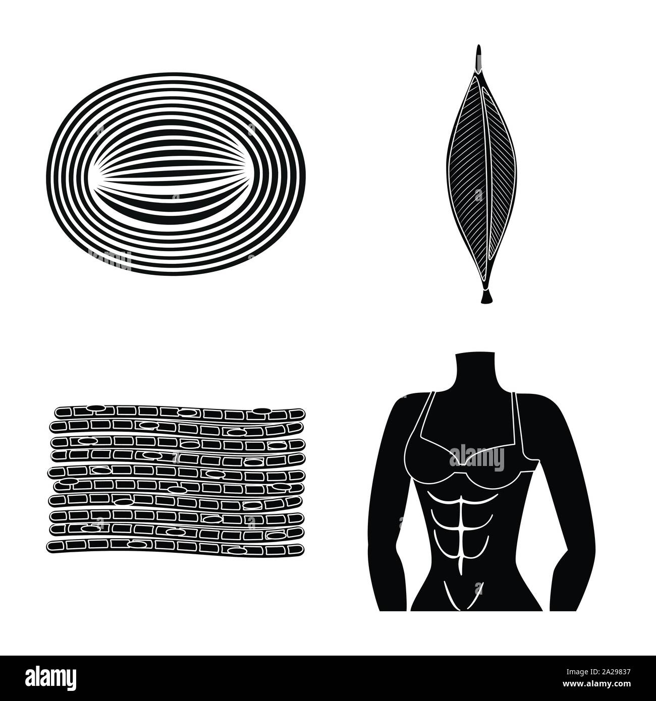 Vector illustration of human and body symbol. Set of human and cells ...