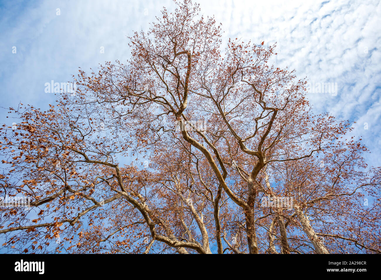 Sycamore tree in winter foliage hi-res stock photography and images - Alamy