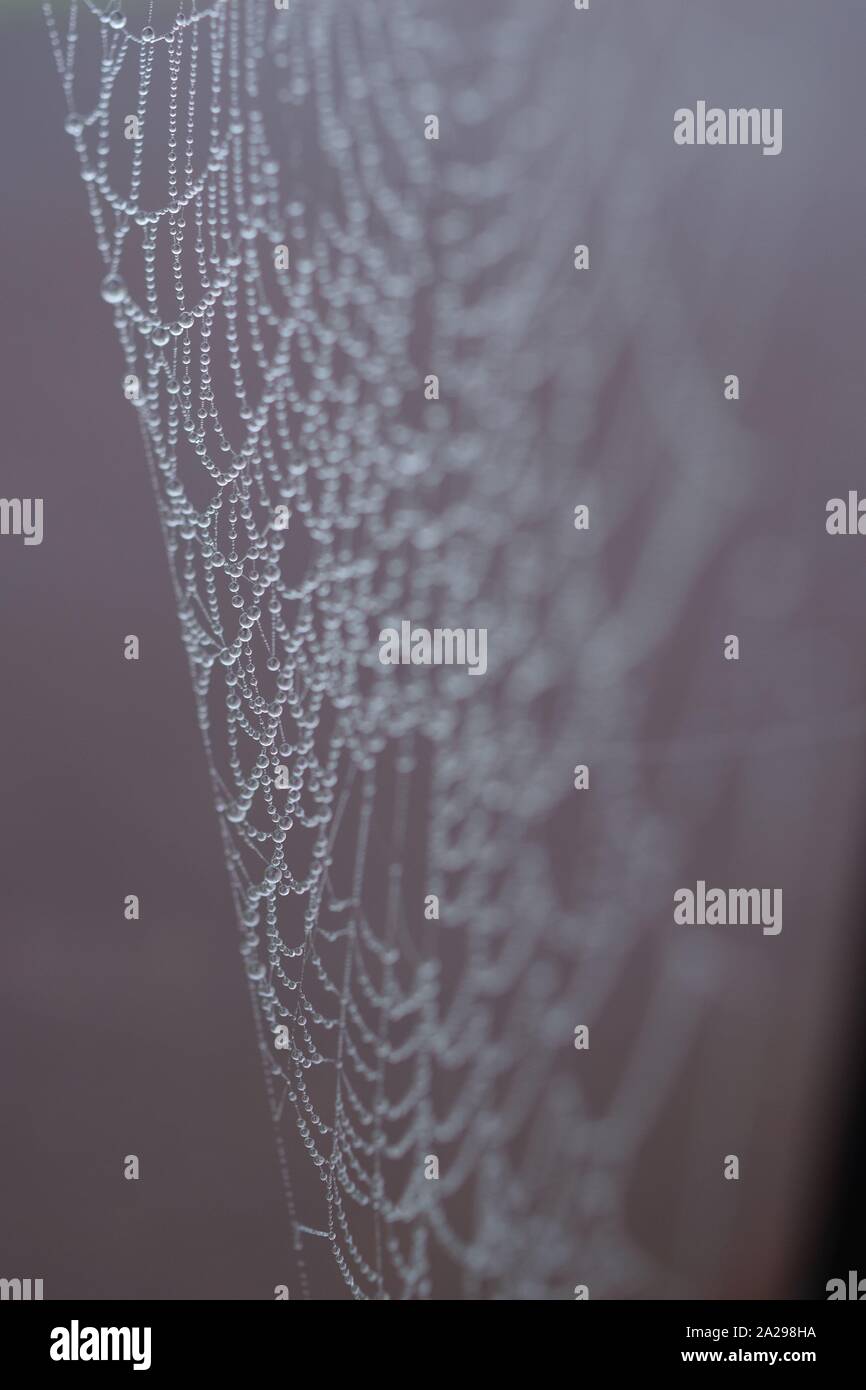 Winters Mist Bejewelling a Spiders Web. Exeter Crematorium, Devon, UK ...