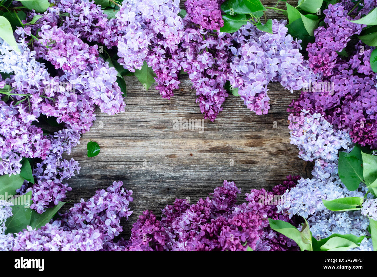 Fresh lilac flowers Stock Photo - Alamy